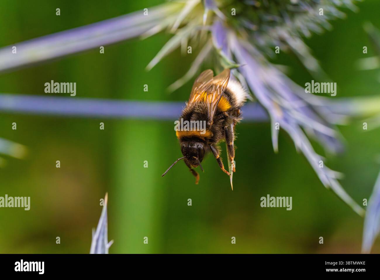 A stunningly captivating view of a bumblebee gracefully flying ...