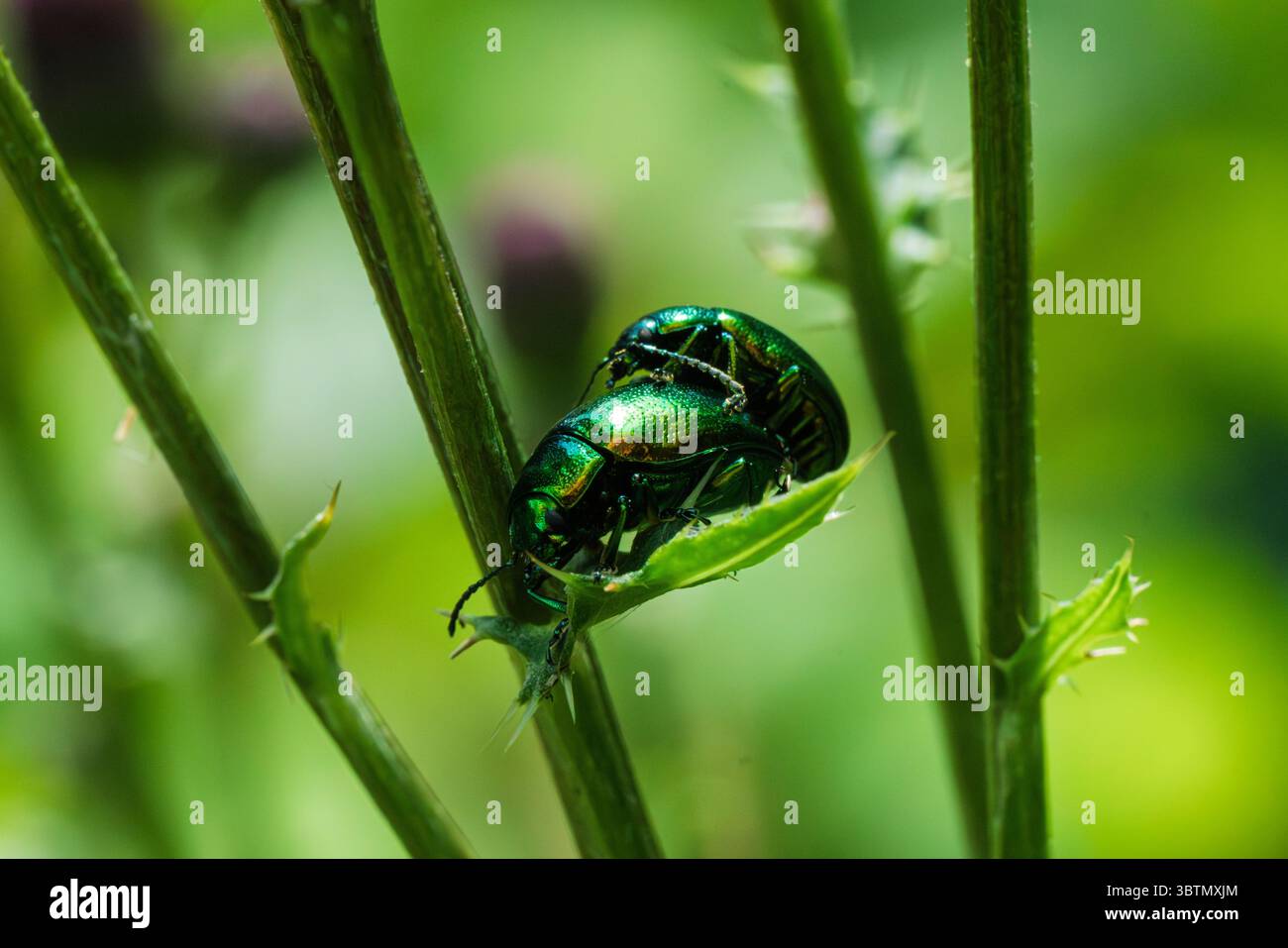 A striking green beetle is quietly resting on a plant, showcasing its ...