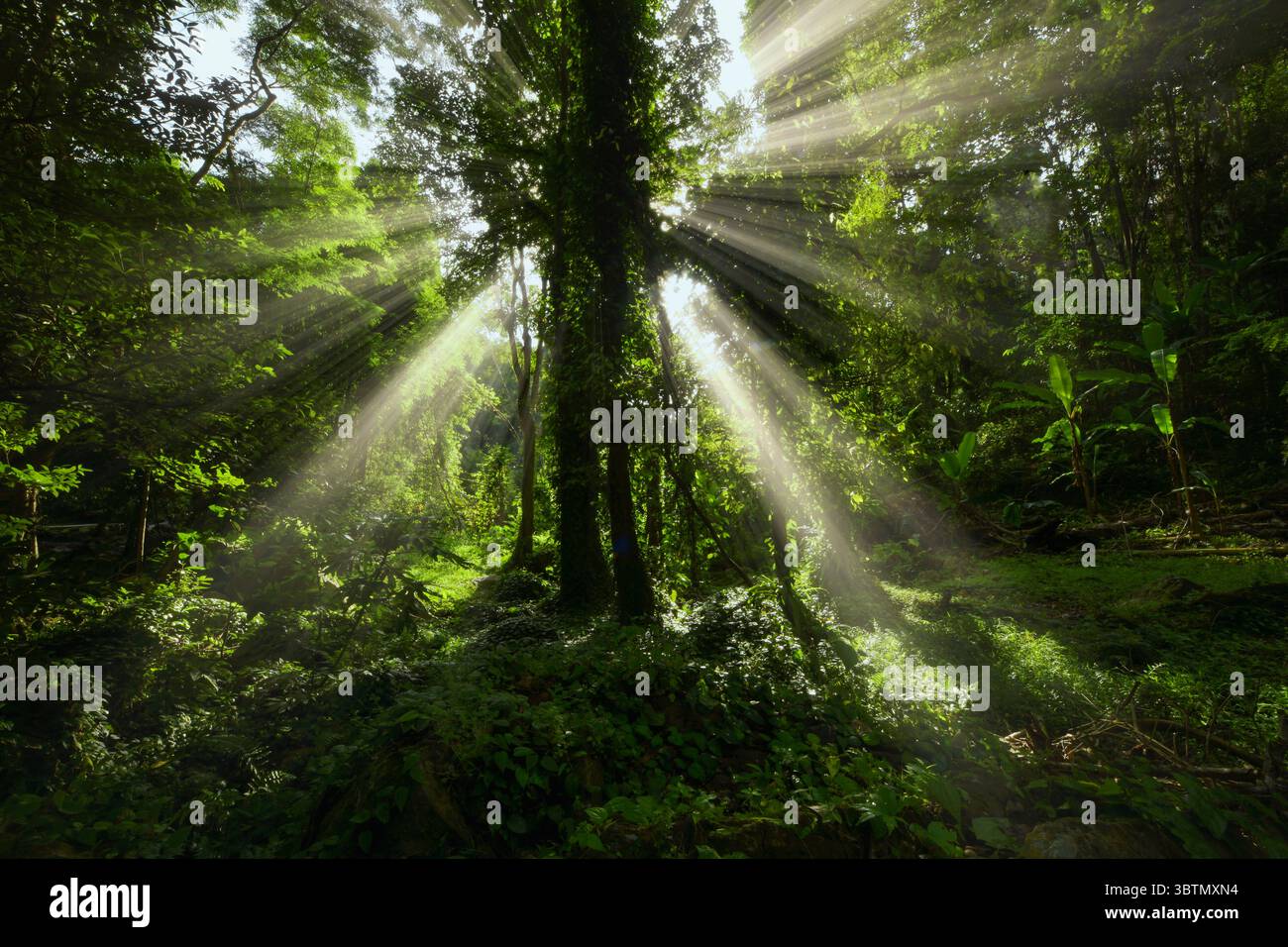 Backlit trees with rays of light streaming through the forest at dawn ...
