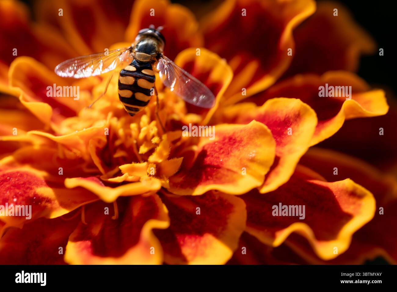 Hoverfly taking nectar from a French marigold in a garden in Rayleigh ...