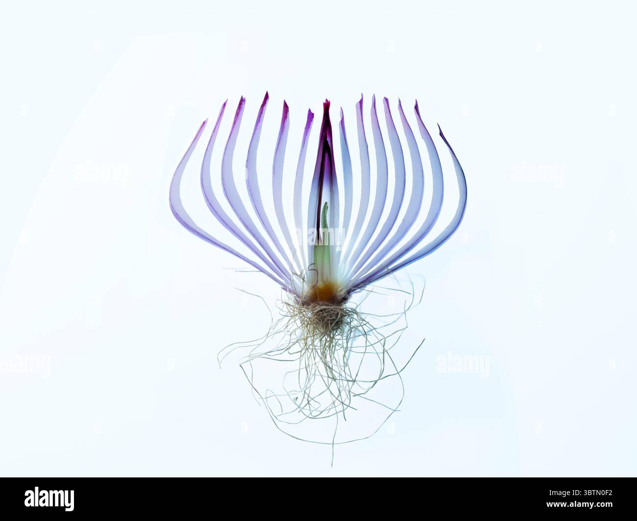 Cross section of a red onion with its roots on a white background Stock ...