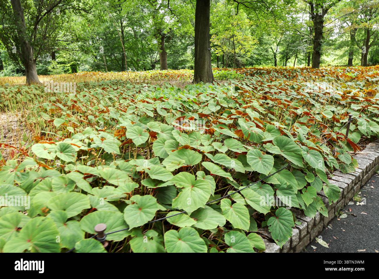 Bluebell Wood plants at Brooklyn Botanic Garden, Brooklyn, NYC Stock ...