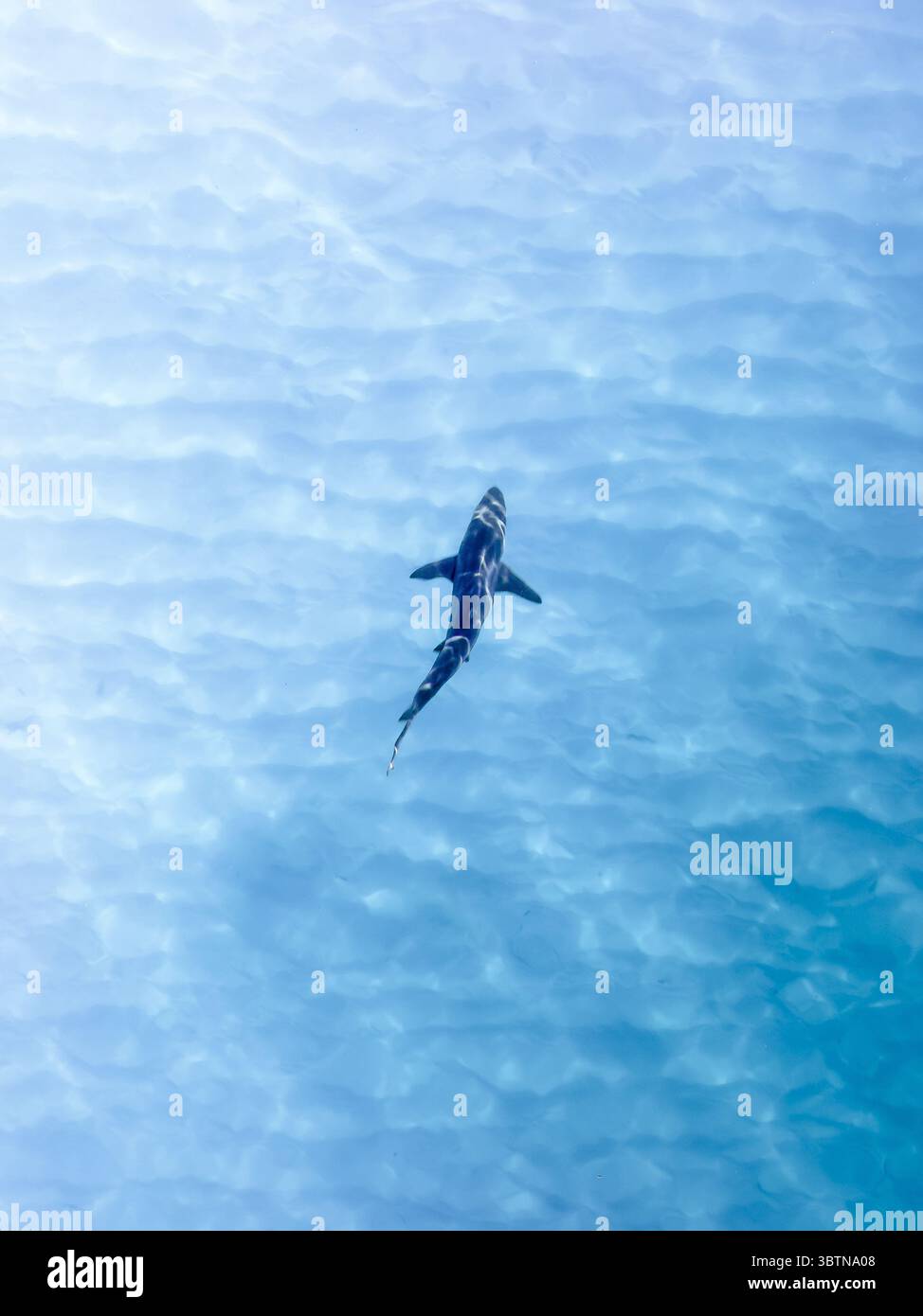 Aerial view of a solitary shark gliding through the shimmering ...