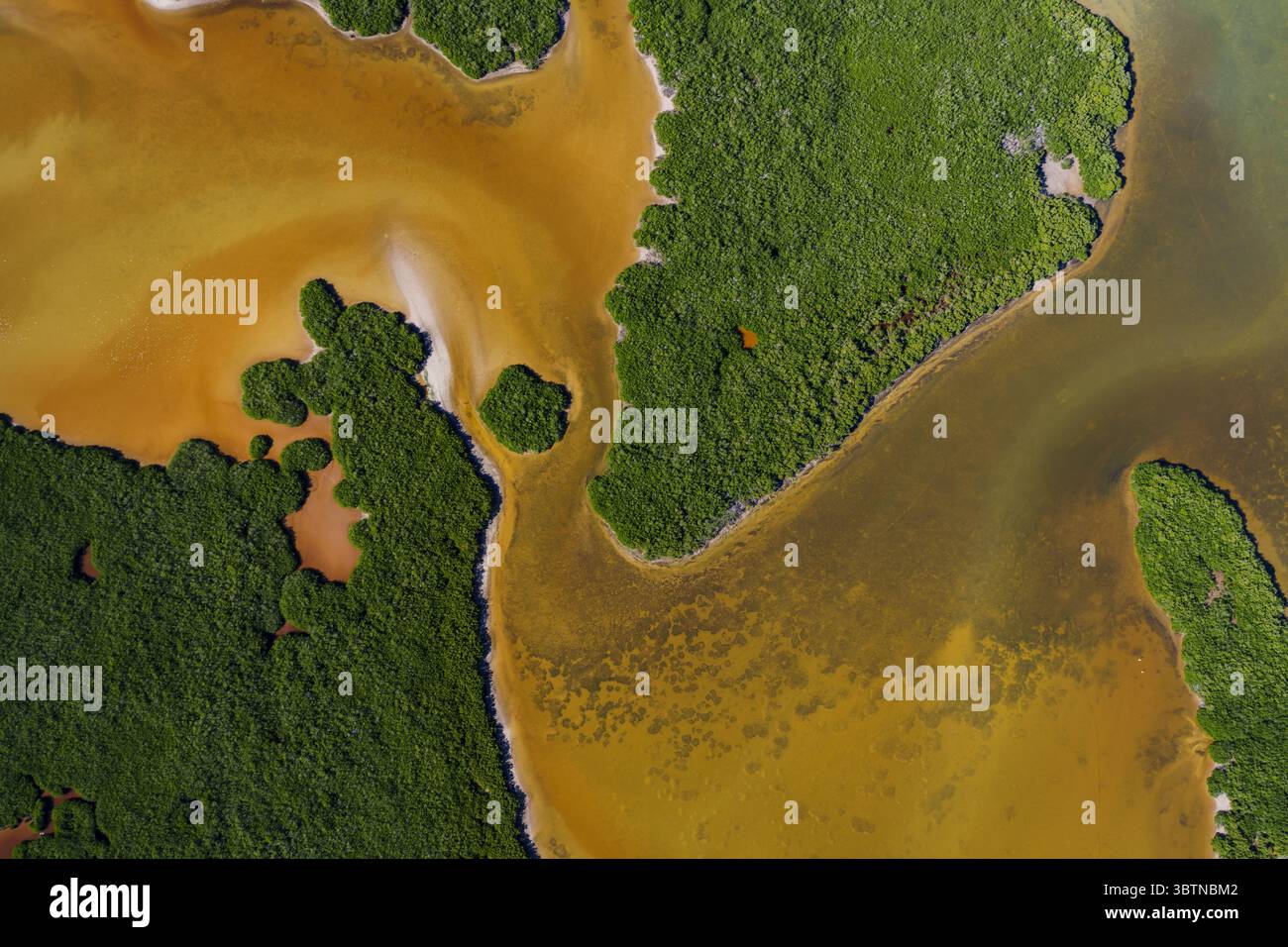 Aerial view of vibrant green vegetation contrasting with the amber ...