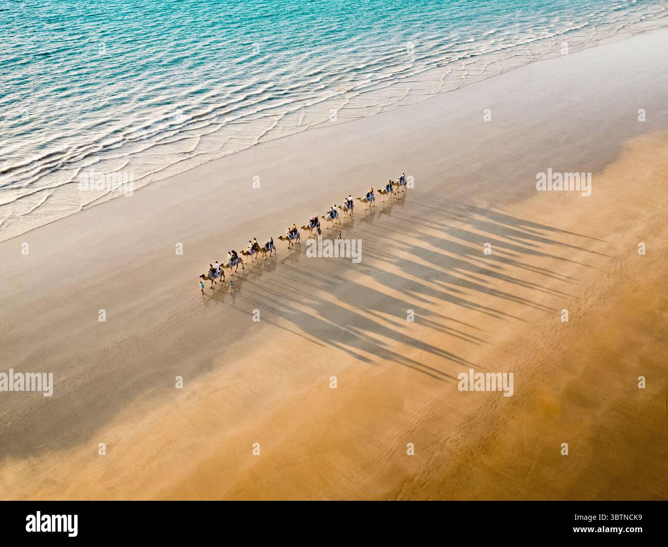 Aerial view of camels casting long shadows along the sandy beach, where ...