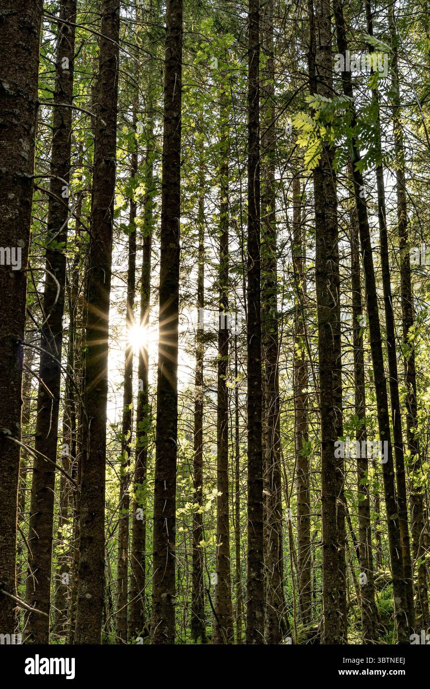 Sunlight streaming through dense forest trees, creating rays of light ...