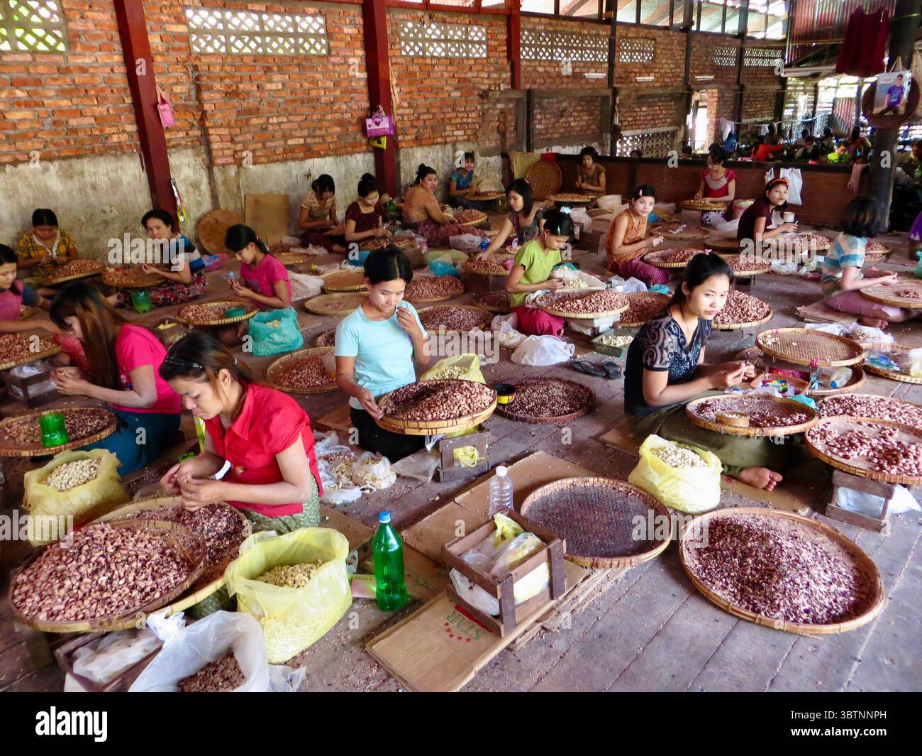 Inside a bustling cashew nut factory in southern Myanmar, dozens of ...