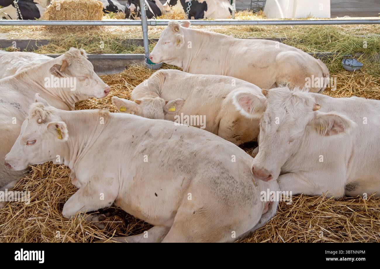 White Cows Laying Down Sleeping at Cattle Farm Stock Photo - Alamy