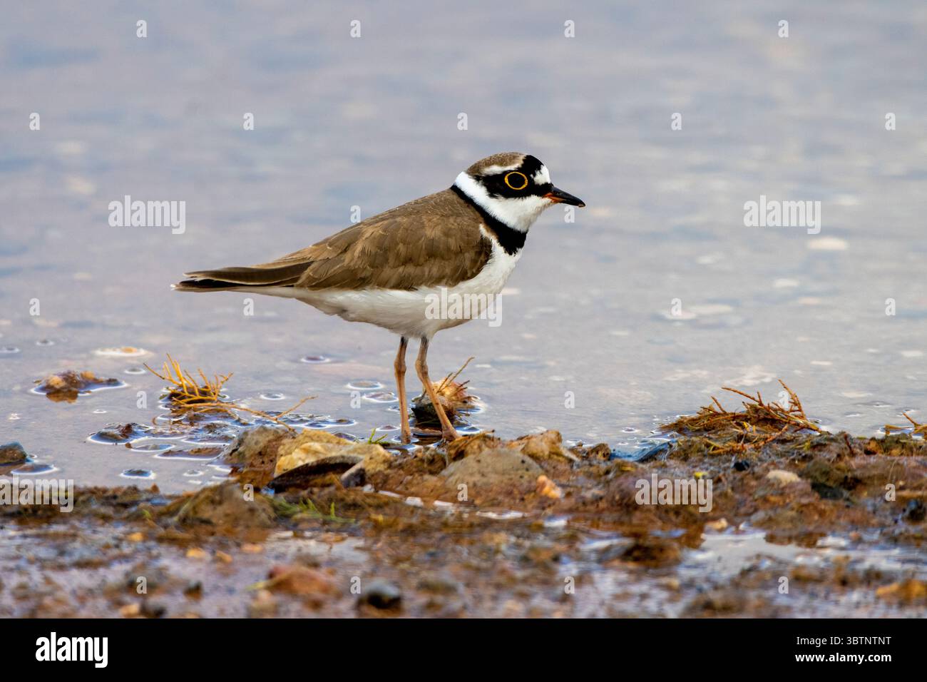 A Little Ringed Plover, a migratory bird, searches for food in a small ...