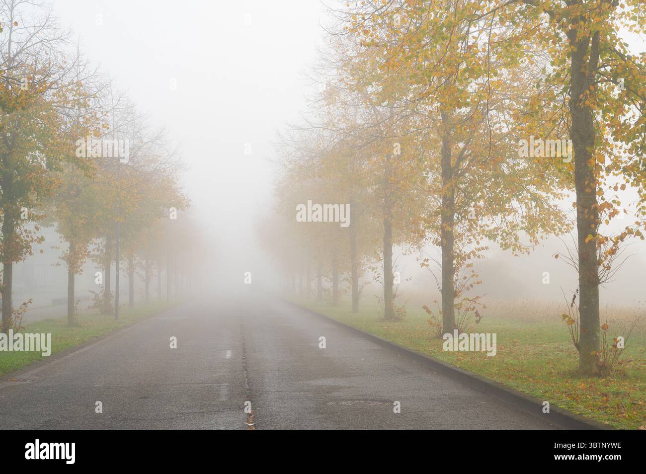 Foggy Road, Rain, Moisture, Fog On An Autumn Morning, Low Visibility ...