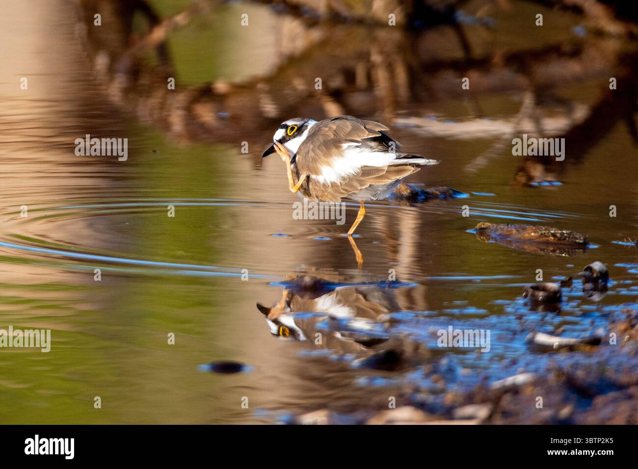 A Little Ringed Plover, a migratory bird, searches for food in a small ...