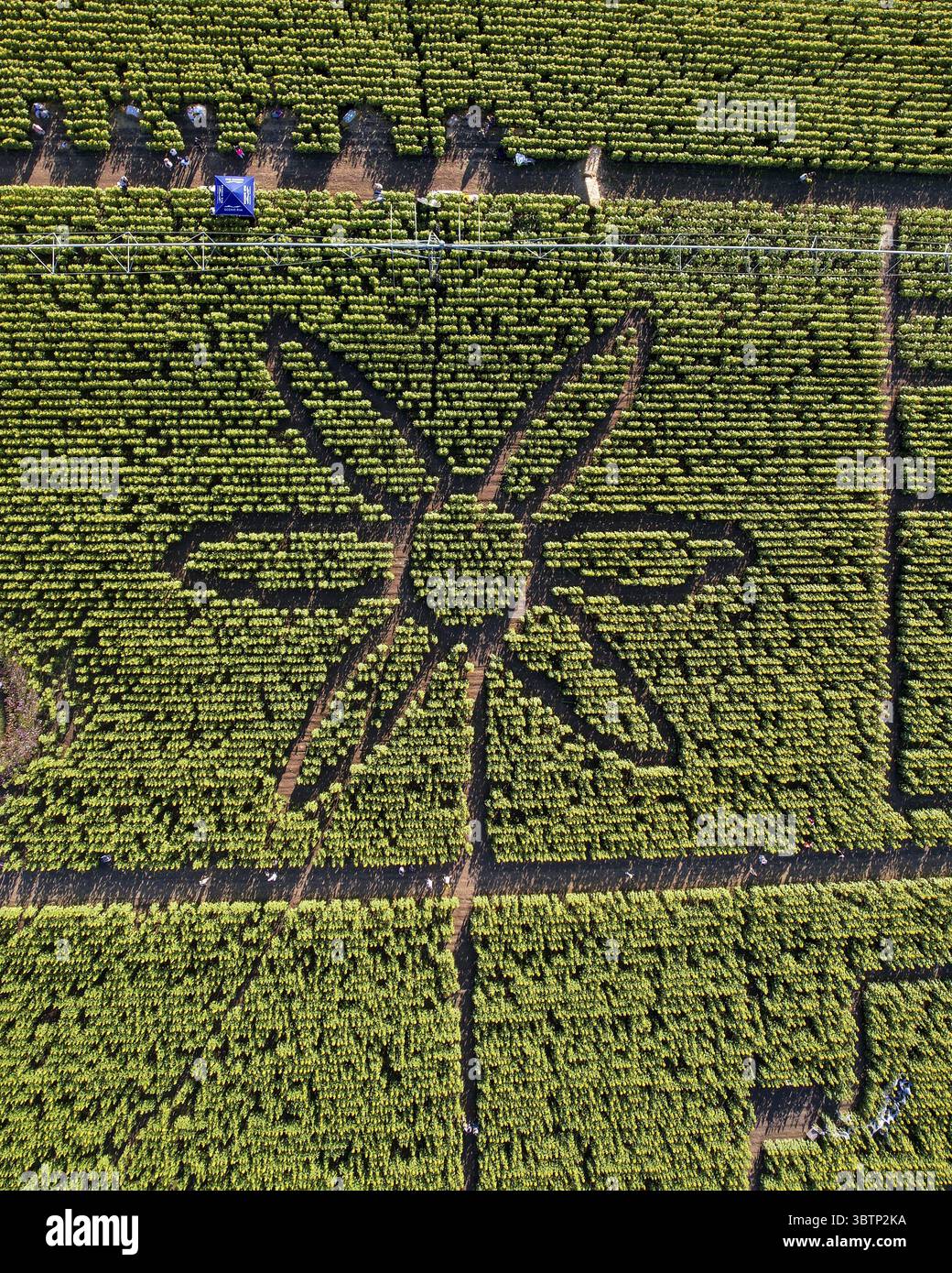 Aerial view of a sprawling, verdant cornfield maze with a central ...