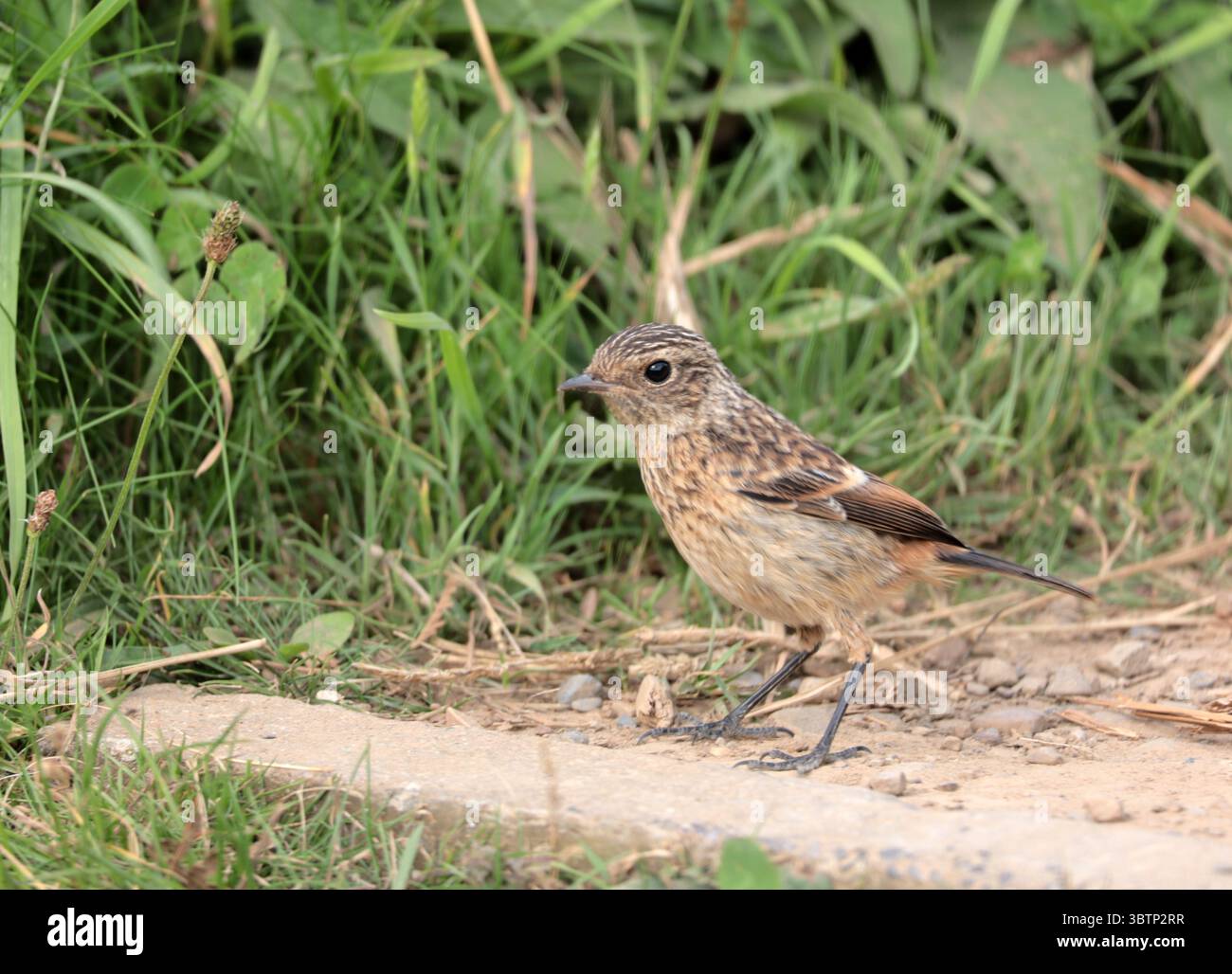 A Stonechat bird at Langland Bay Gower Wales Stock Photo - Alamy