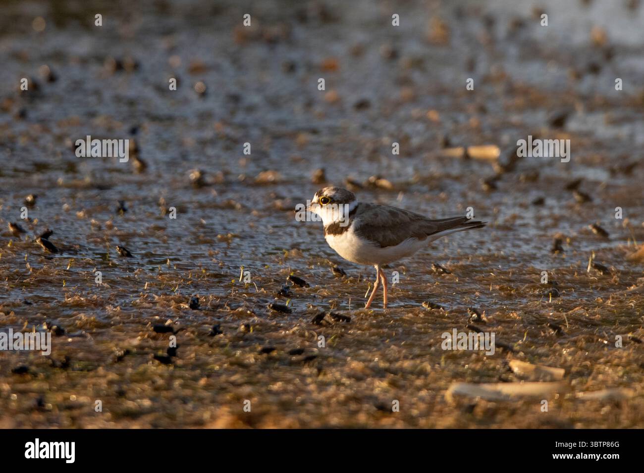 A Little Ringed Plover, a migratory bird, searches for food in a small ...