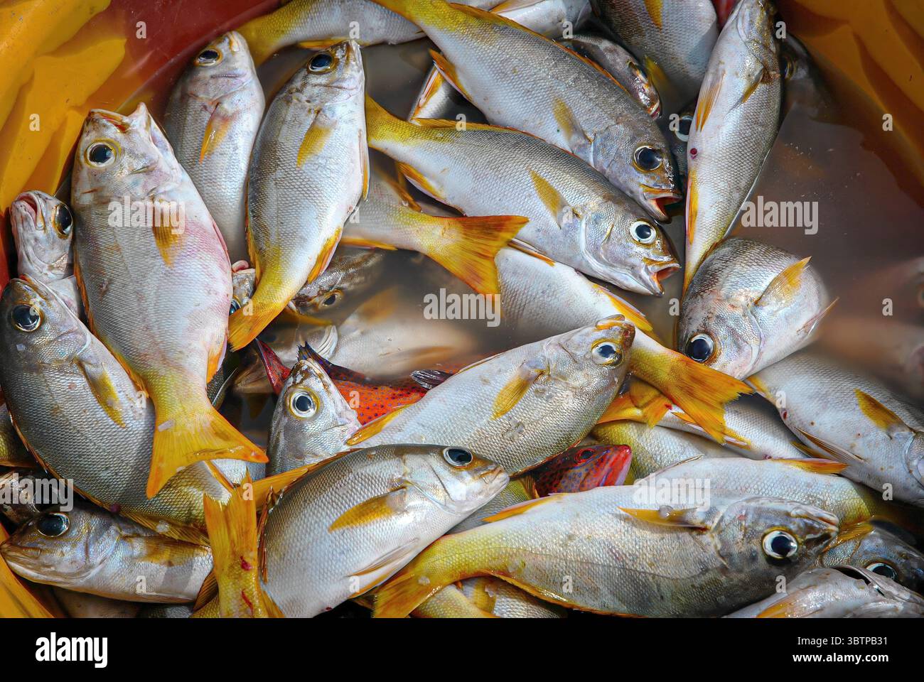 Vibrant scene showing tropical fish hi-res stock photography and images ...