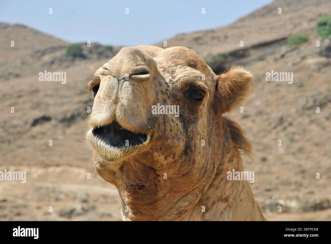 Close-up of a dromedary camel’s face in a dry desert landscape. The ...