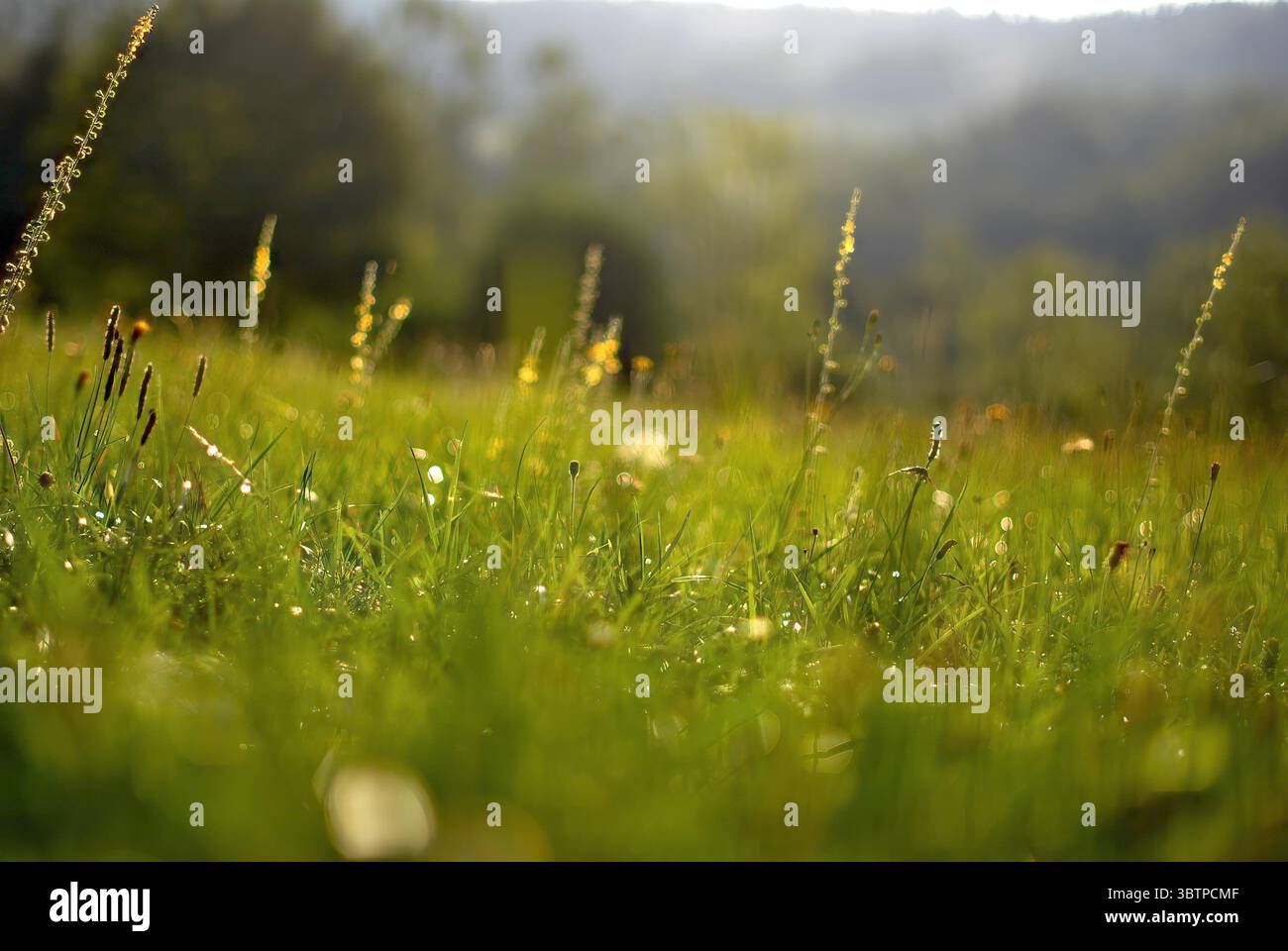 Close-up of summer grass with wildflowers and morning dew in soft ...