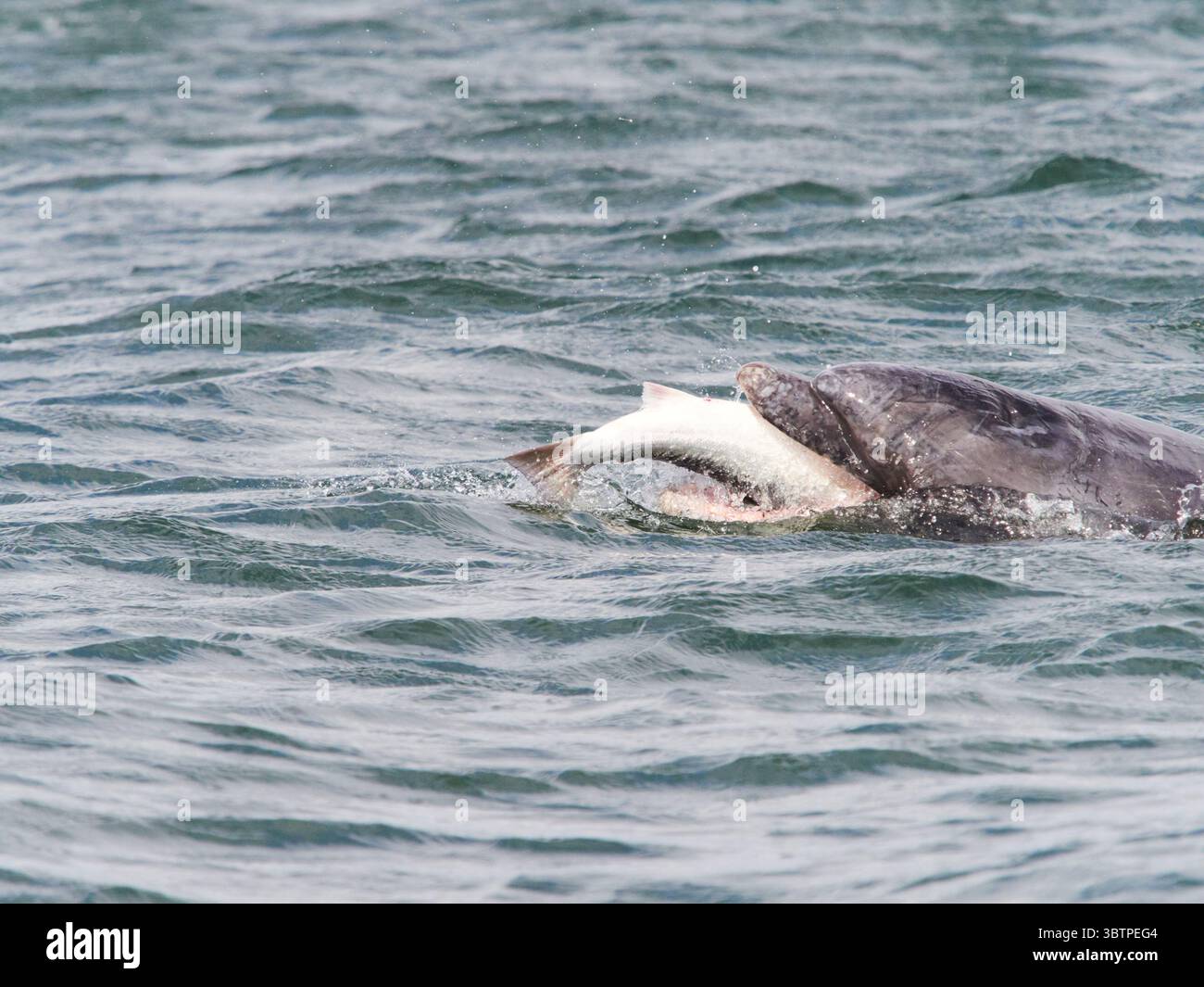 Close up atlantic salmon feeding hi-res stock photography and images ...