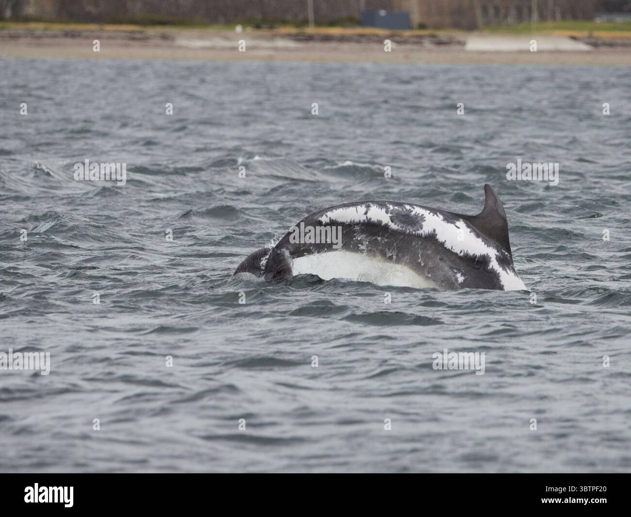 A female bottlenose dolphin (Tursiops truncatus) named Spirtle showing ...