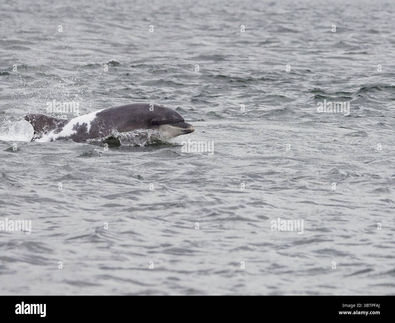 A female bottlenose dolphin (Tursiops truncatus) named Spirtle showing ...