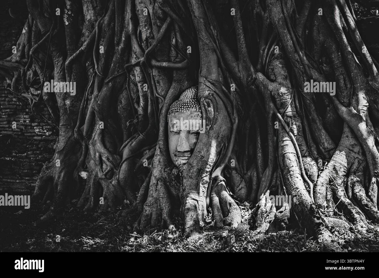 Buddha Head In The Roots Of A Bodhi Tree in Ayutthaya Thailand Stock ...