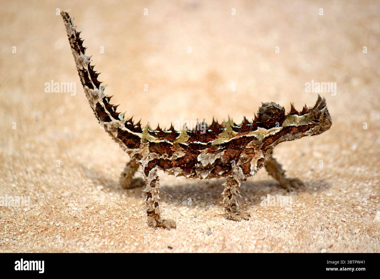 Thorny devil moloch horridus on sand hi-res stock photography and ...