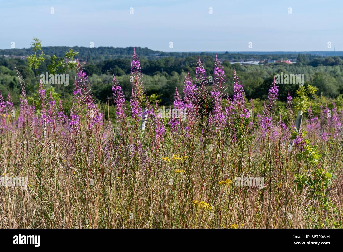 Clump of rosebay willowherb (Chamerion angustifolium), tall plants with ...