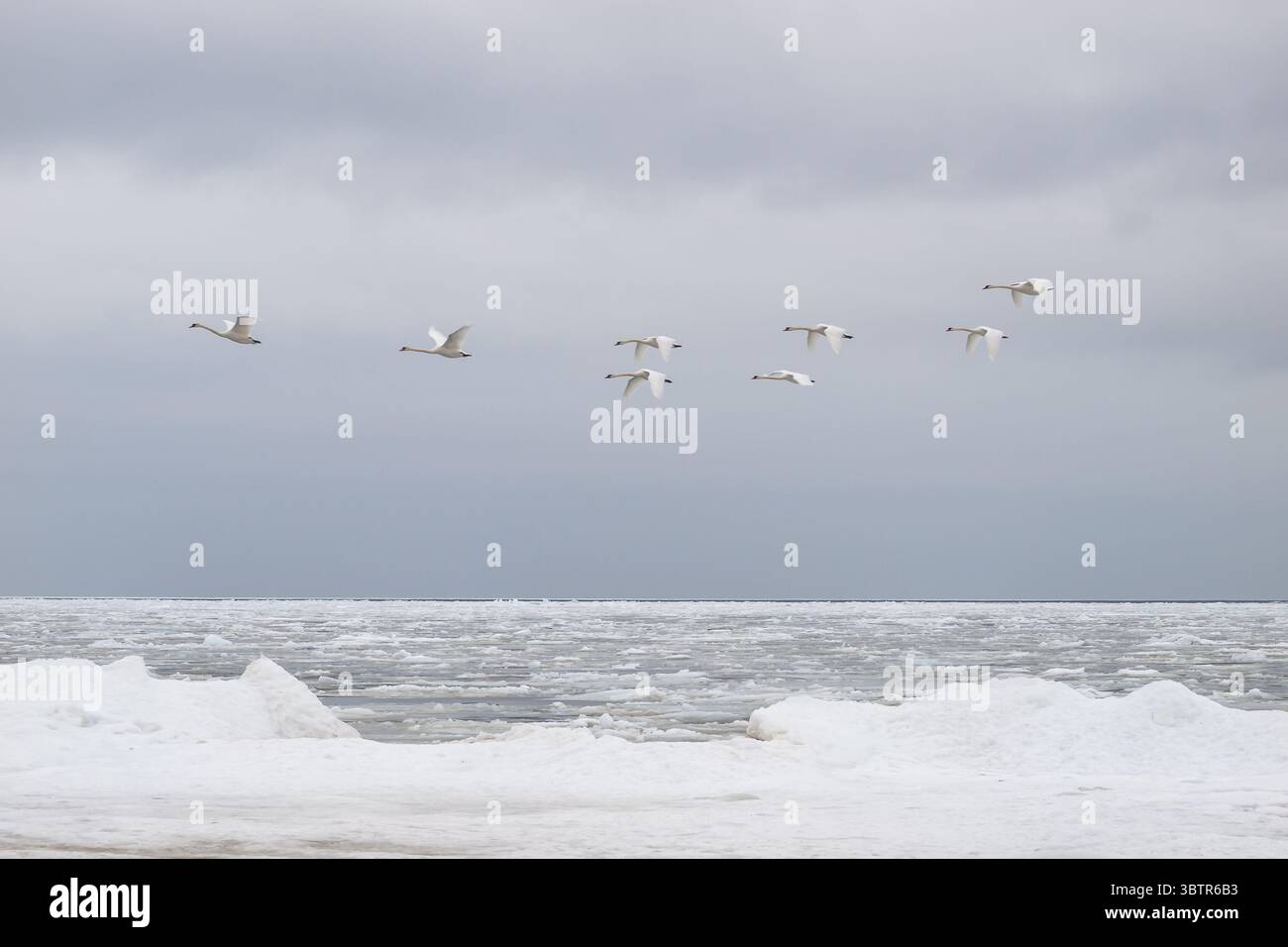 Seven white swans flying over an icy water in winter, captured mid ...