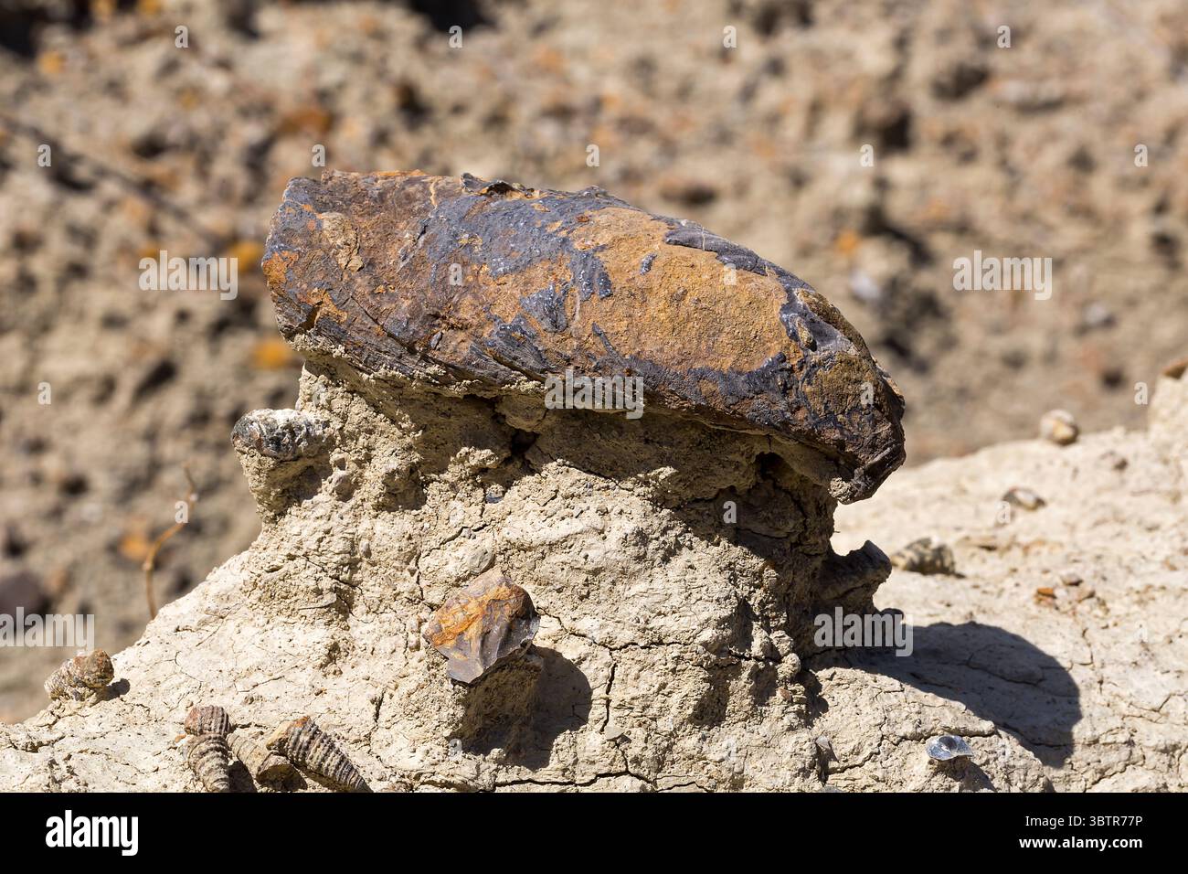 A visit ar San Juan Raya, desert town where there are many fossils ...