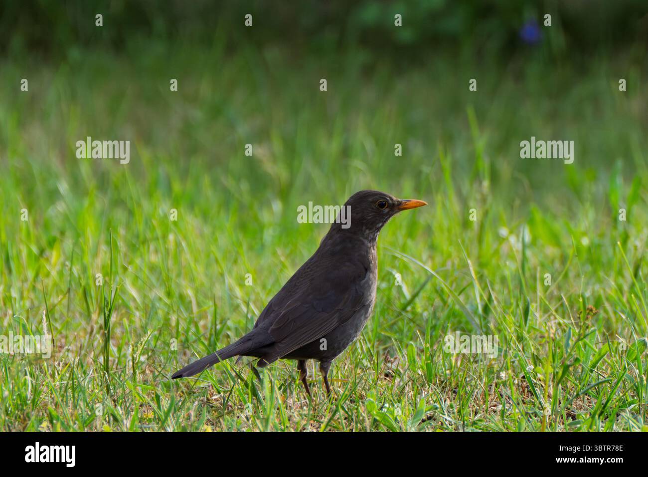 Discover a fleeting moment of tranquility with a bird enjoying a water ...