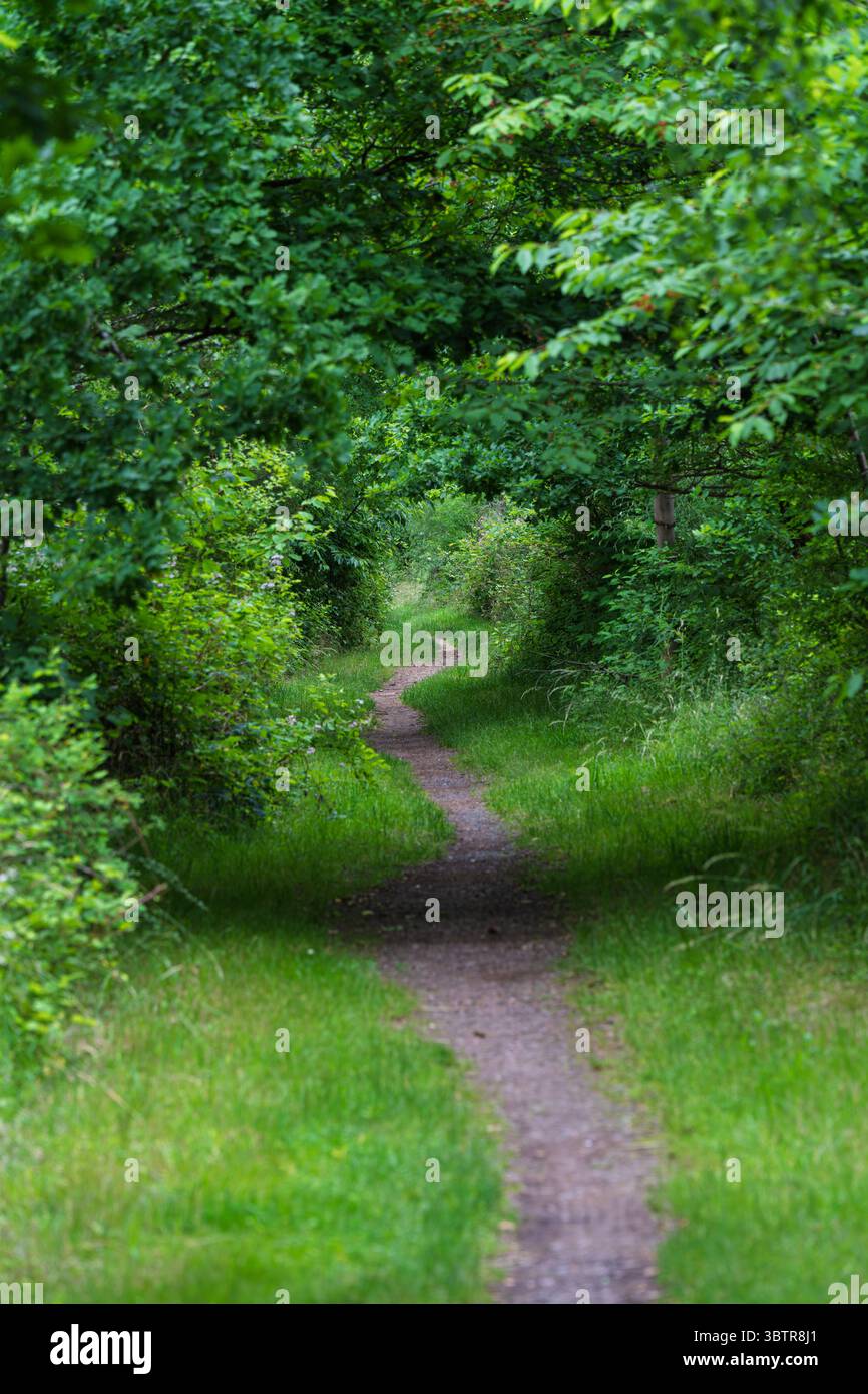 A scenic trail through vibrant greenery invites exploration of natures ...
