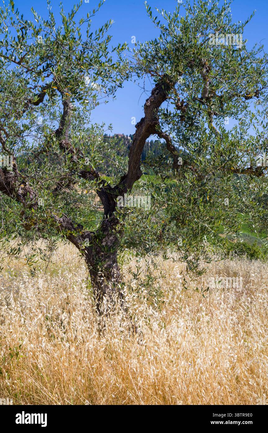 Ancient gnarled olive tree, Olea europaea, with Wild Oats - Flax Grass ...