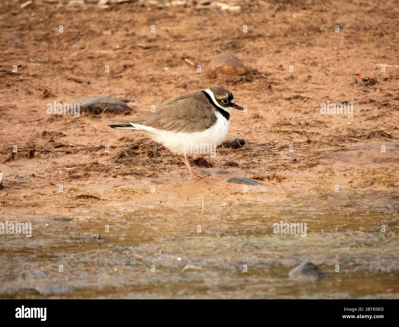 A Little Ringed Plover, a migratory bird, searches for food in a small ...
