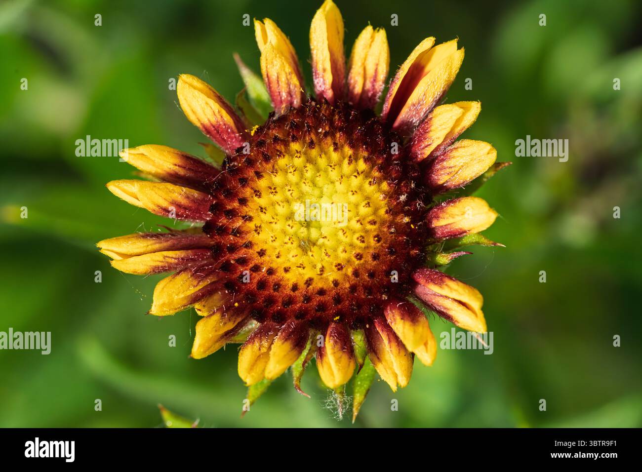 A breathtaking closeup of a vibrant wildflower displaying its striking ...