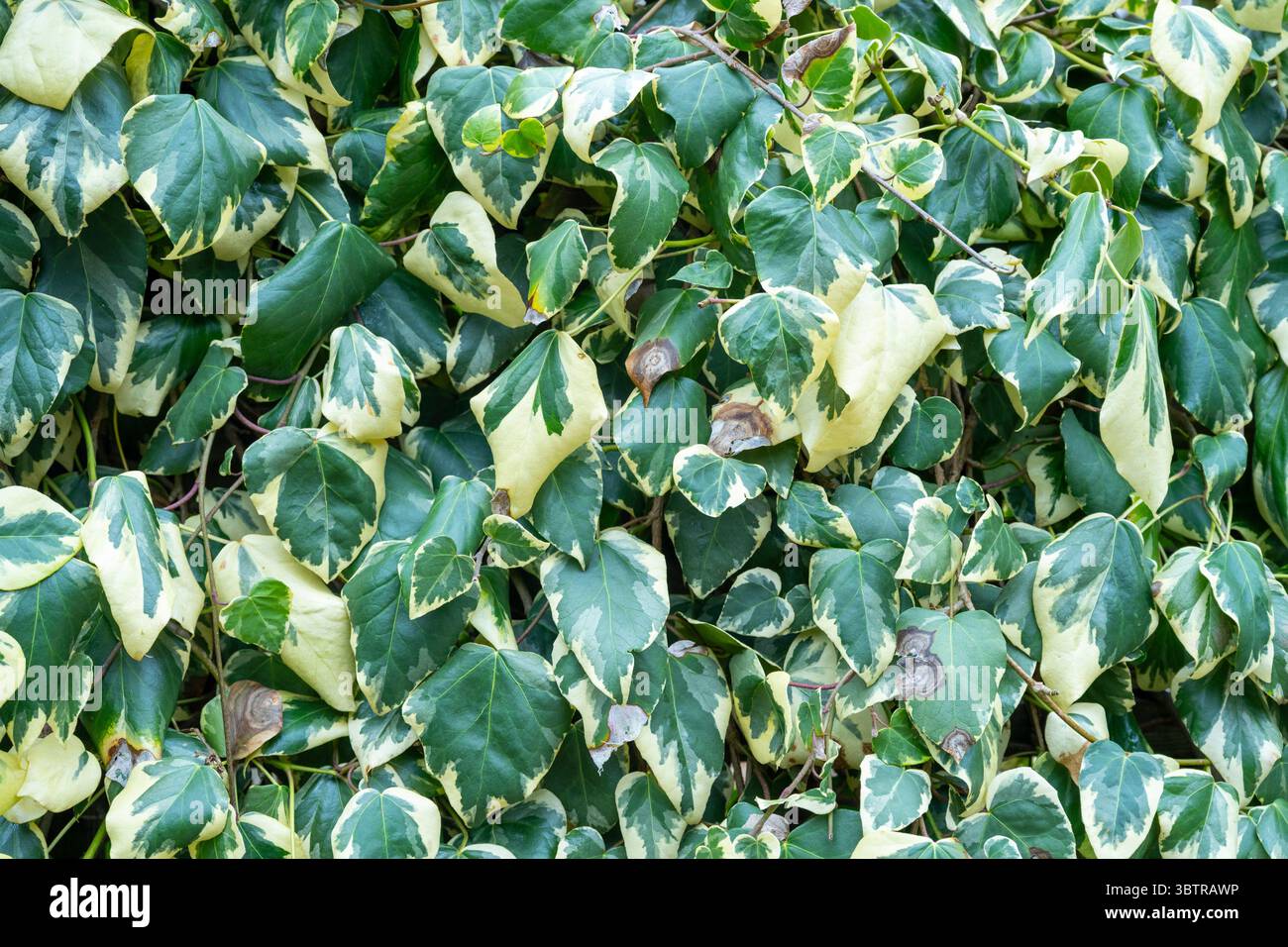 Variegated Ivy - Hedera helix variegata - self-clinging broad-leafed ...