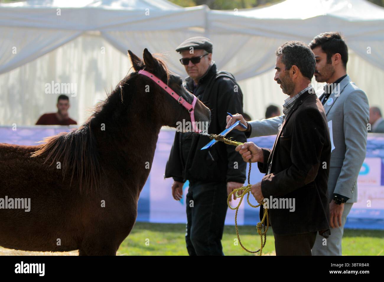 August 27, 2019 - Tehran, Iran - The Caspian is a small horse breed ...