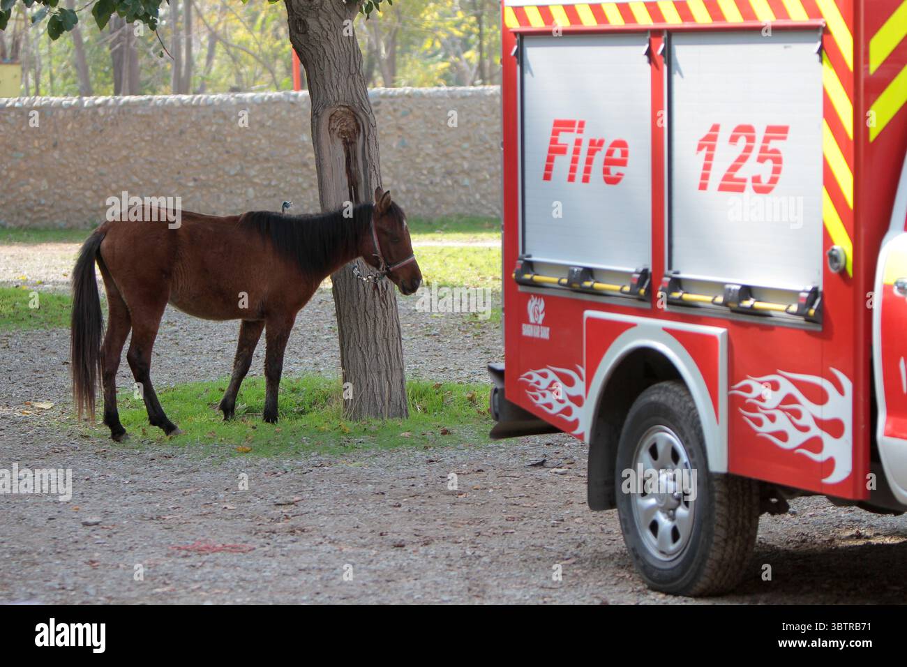 August 27, 2019, Tehran, Iran: The Caspian is a small horse breed ...