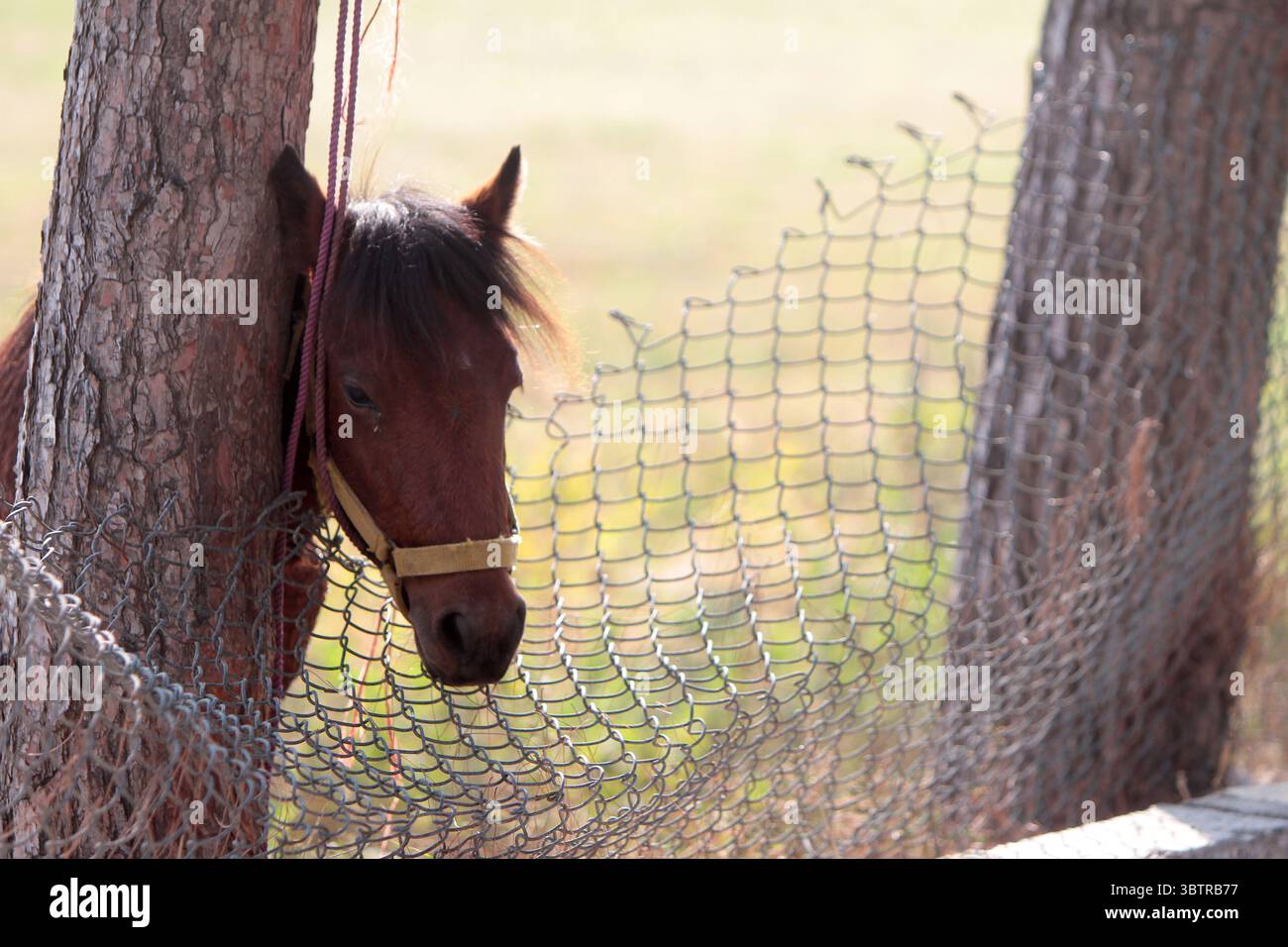 August 27, 2019 - Tehran, Iran - The Caspian is a small horse breed ...
