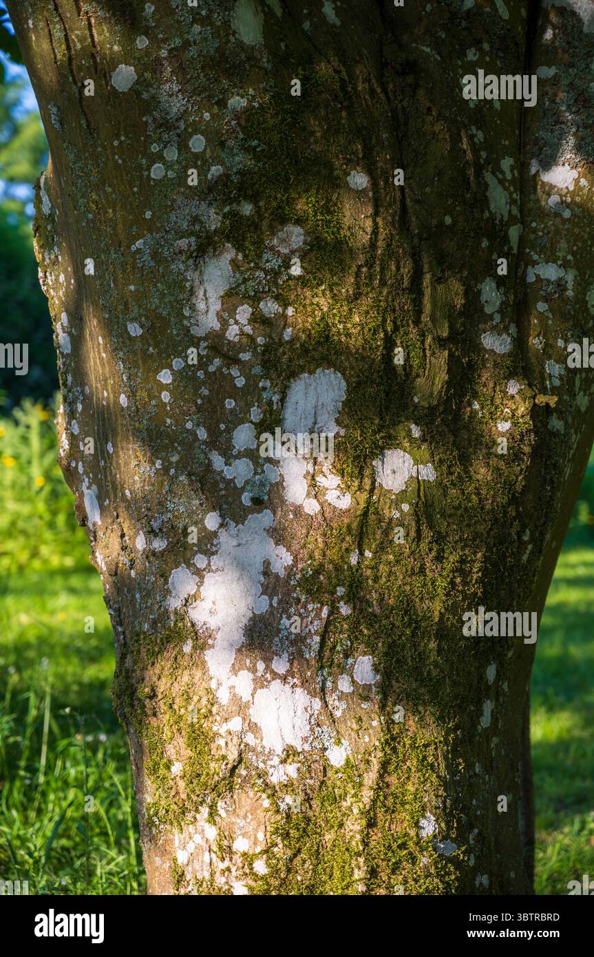 Common Hornbeam, Carpinus betulus, also known as European Hornbeam, the ...