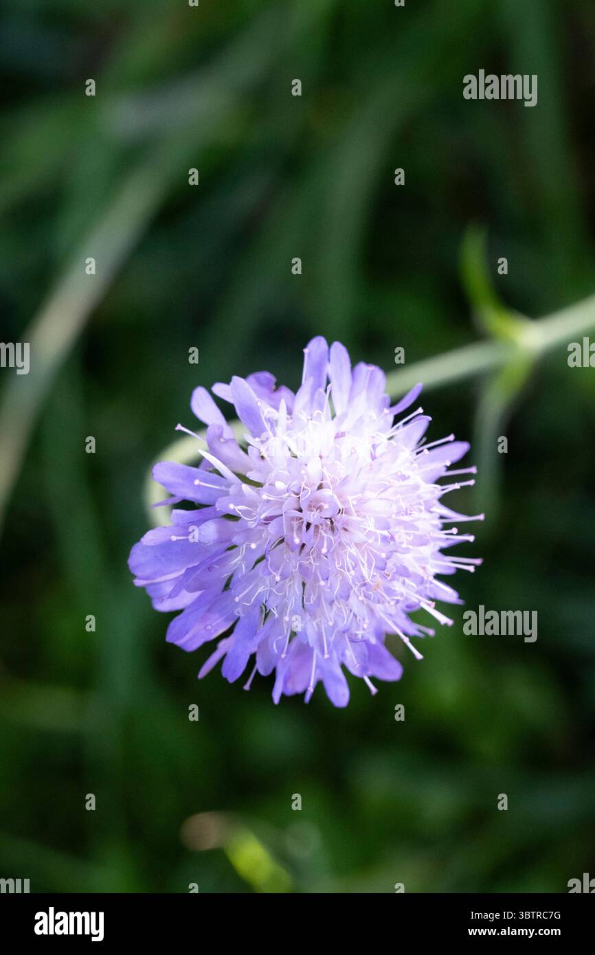 Scabius, Scabious, a medicinal purple flowering plant in the ...
