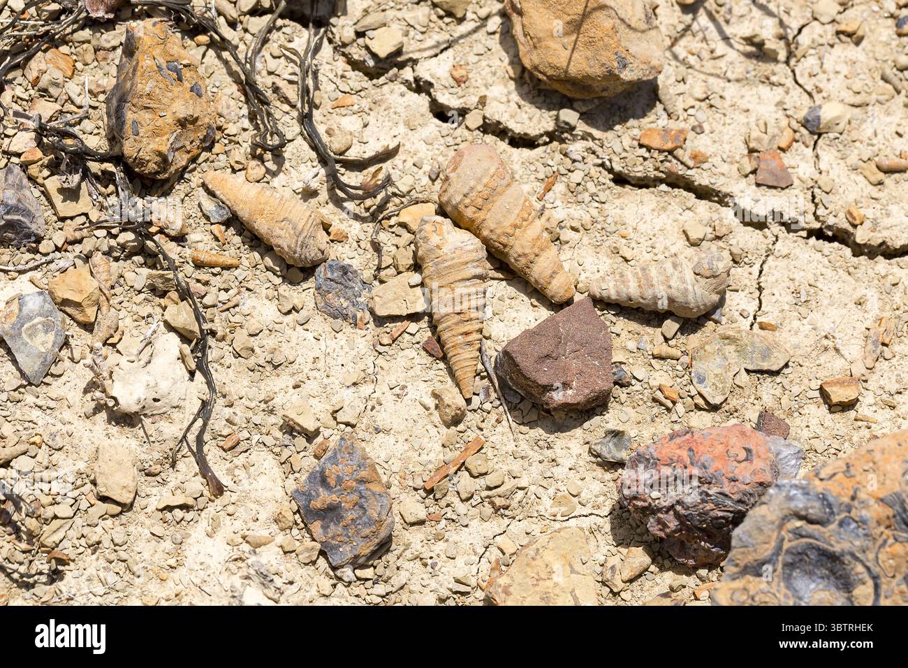 Visit to the Turritelas National Park, a paleontologic park, at the ...