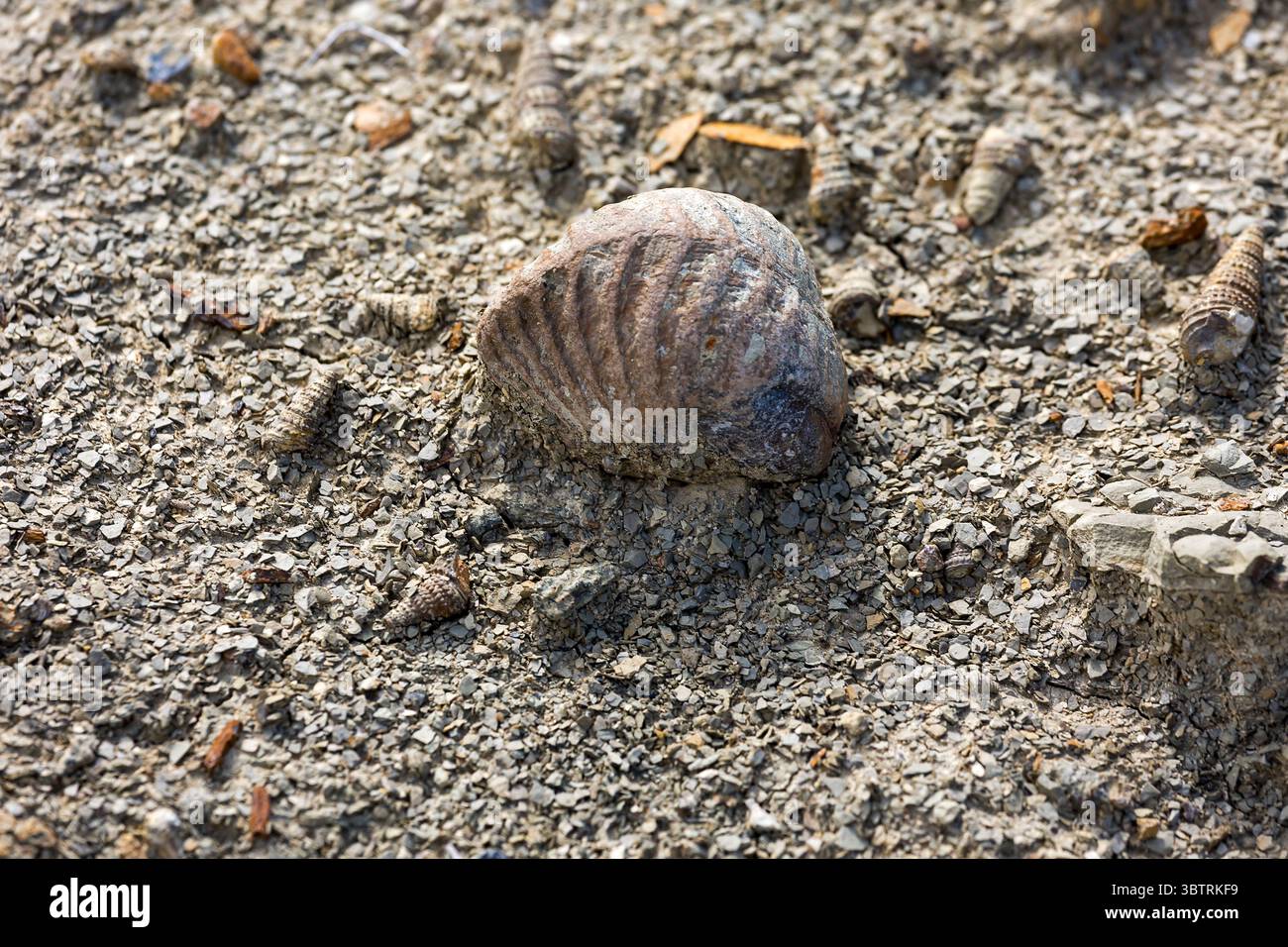 Visit to the Turritelas National Park, a paleontologic park, at the ...
