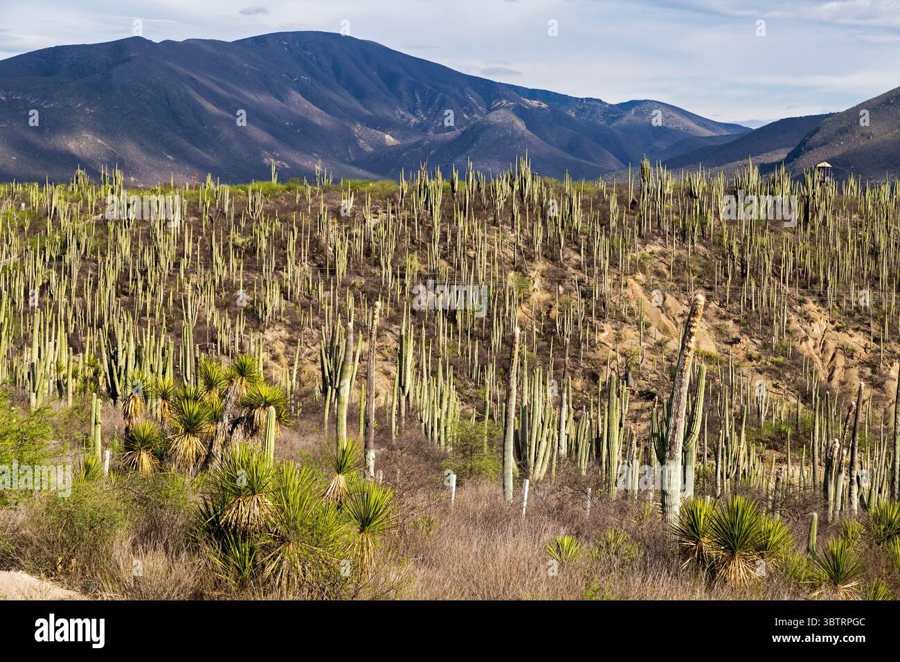 Visit to the paleontologic park, at the desert, San Juan Raya, Puebla ...