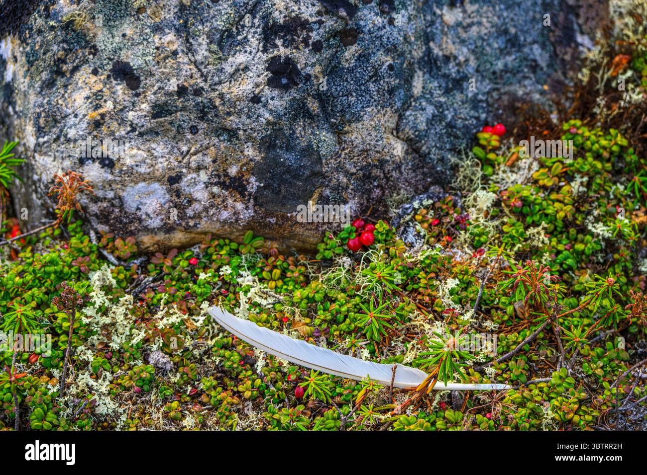 Rocks and lichens in the tundra, Tasiujaq, Nunavik, Quebec, Canada ...