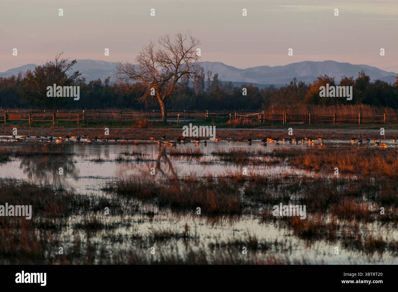 November 17, 2019, Catalonia, Spain: The Parc Natural dels Aiguamolls ...