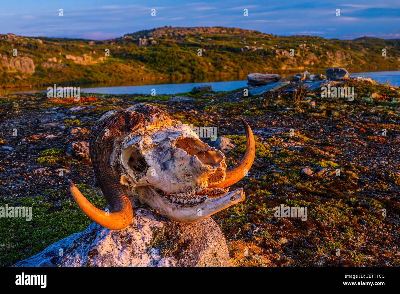 Musk ox skull in the tundra, Tasiujaq, Nunavik, Quebec, Canada Stock ...