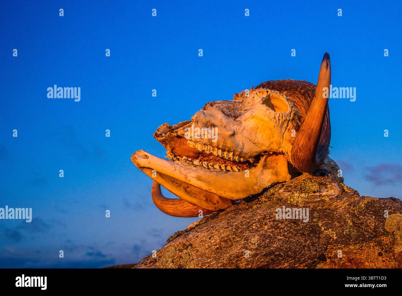 Arctic images bones hi-res stock photography and images - Alamy