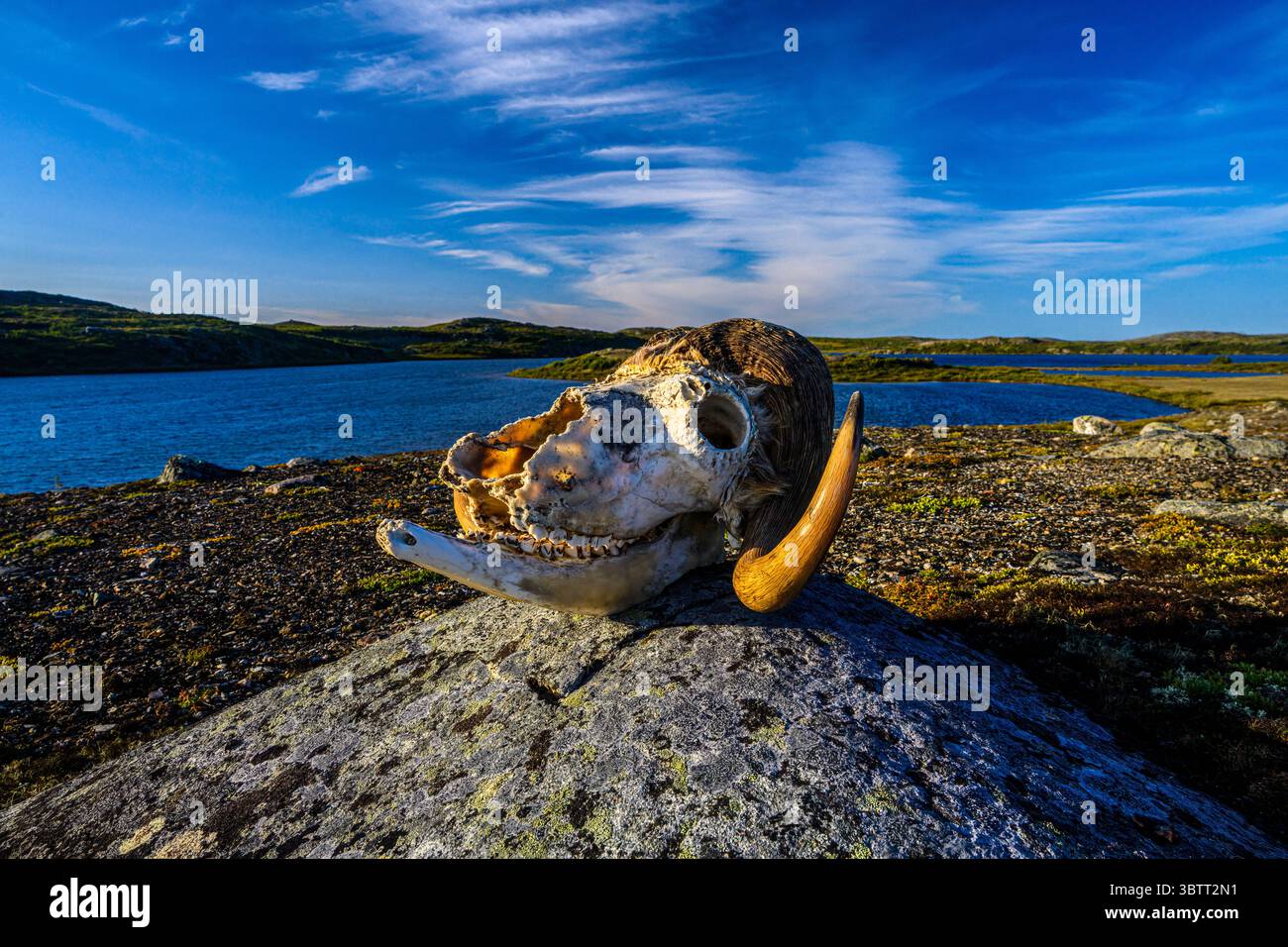 Musk ox skull in the tundra, Tasiujaq, Nunavik, Quebec, Canada Stock ...