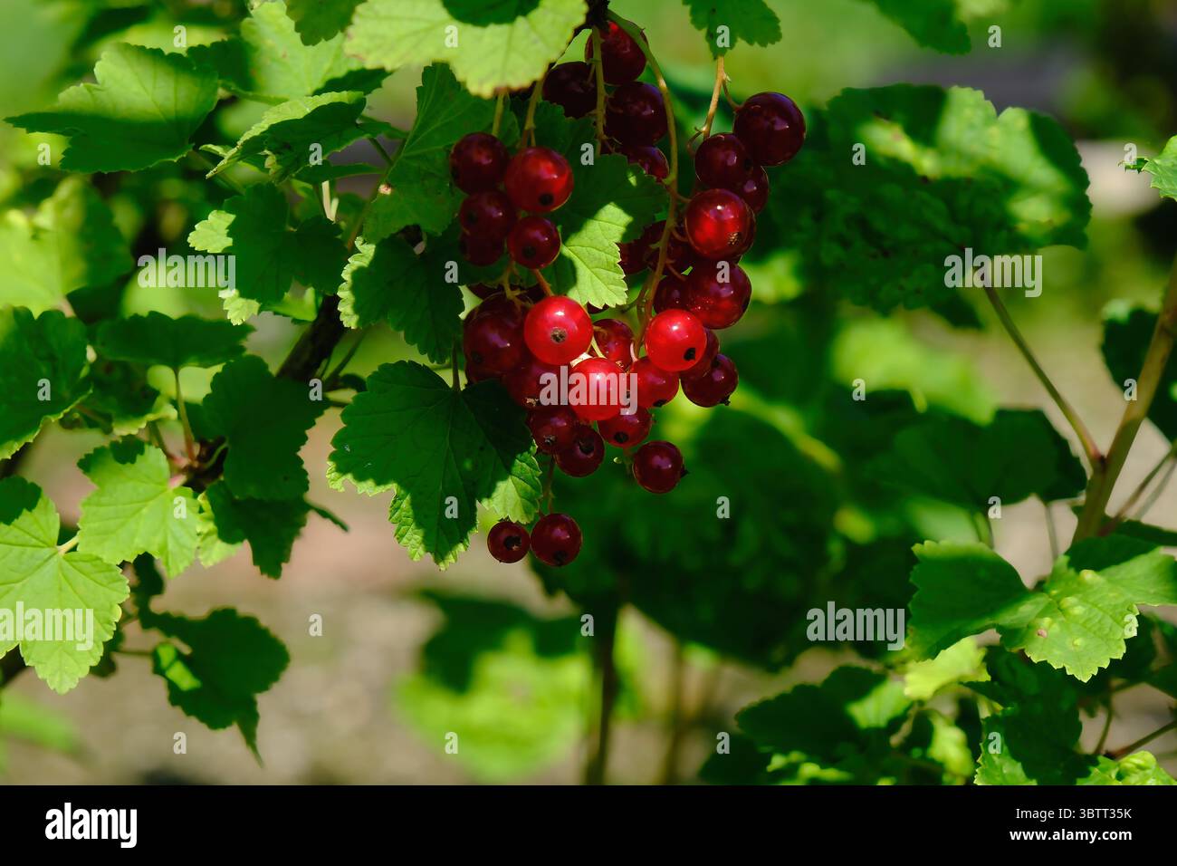 Close up fruit cluster hi-res stock photography and images - Alamy