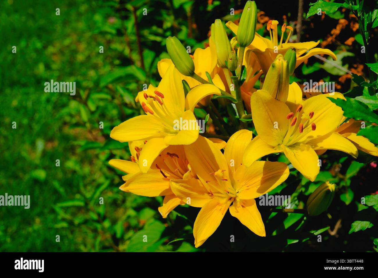 Ornamental lilies in full bloom hi-res stock photography and images - Alamy